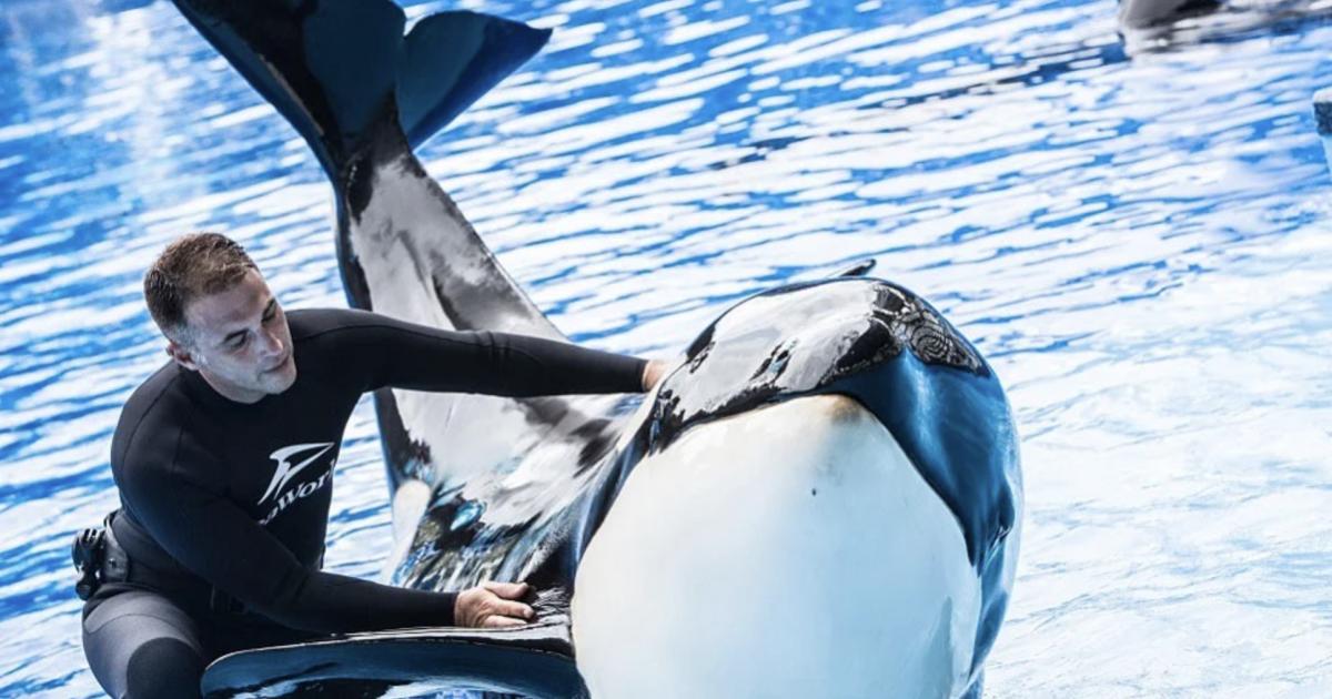Orca Show at SeaWorld Turns Into a Poopy Splash Zone
