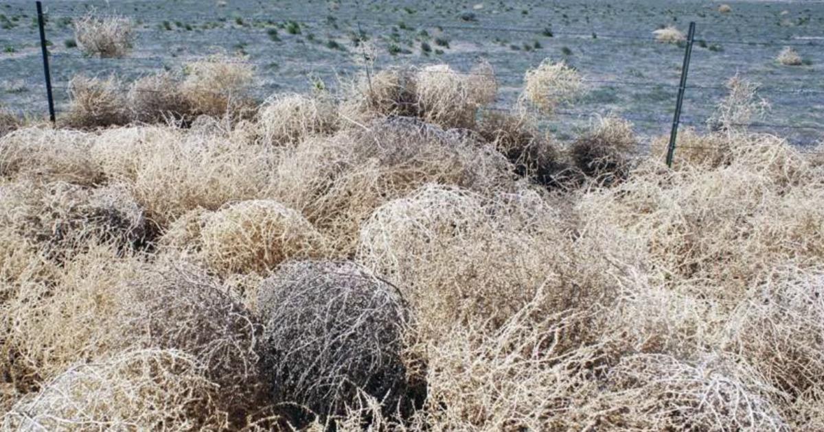 How to Get Rid of Tumbleweeds in Lubbock
